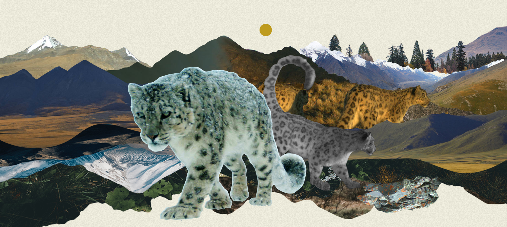 Saving Snow Leopards: how scientists fight for the survival of a species