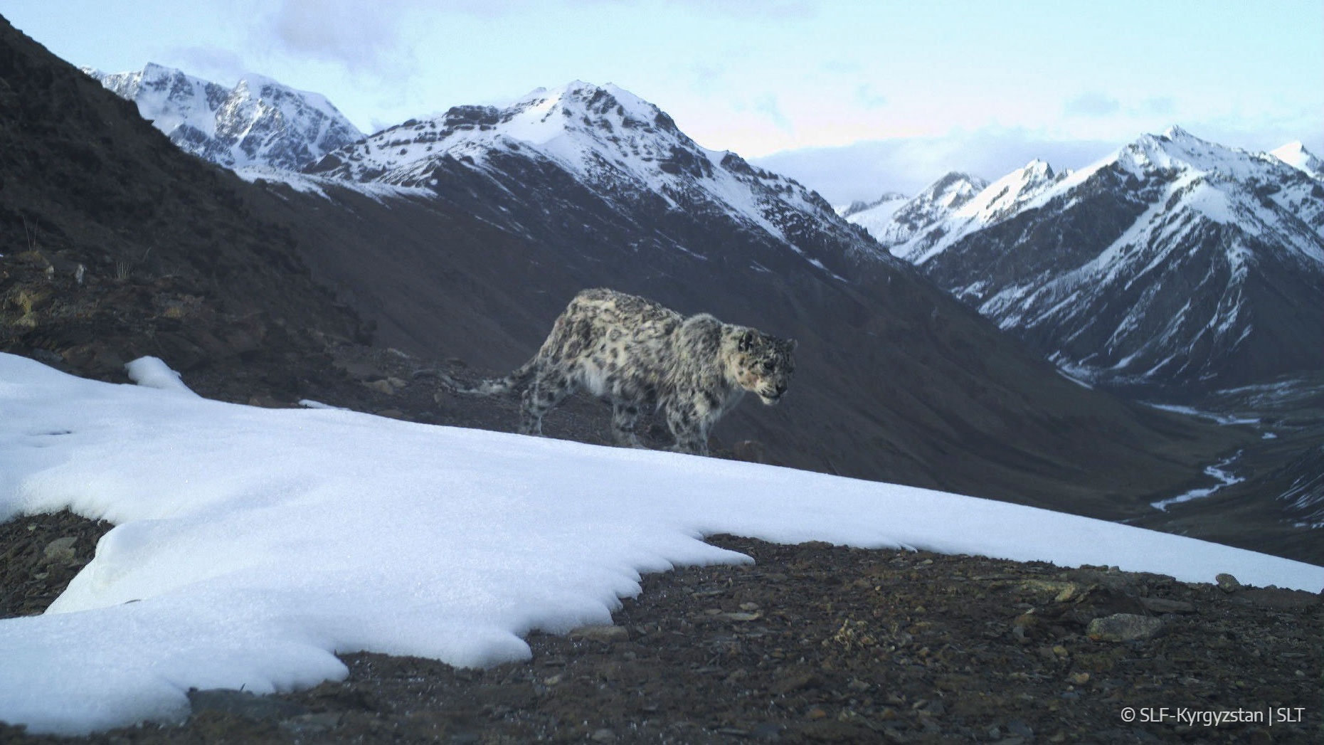 Saving Snow Leopards: how scientists fight for the survival of a species
