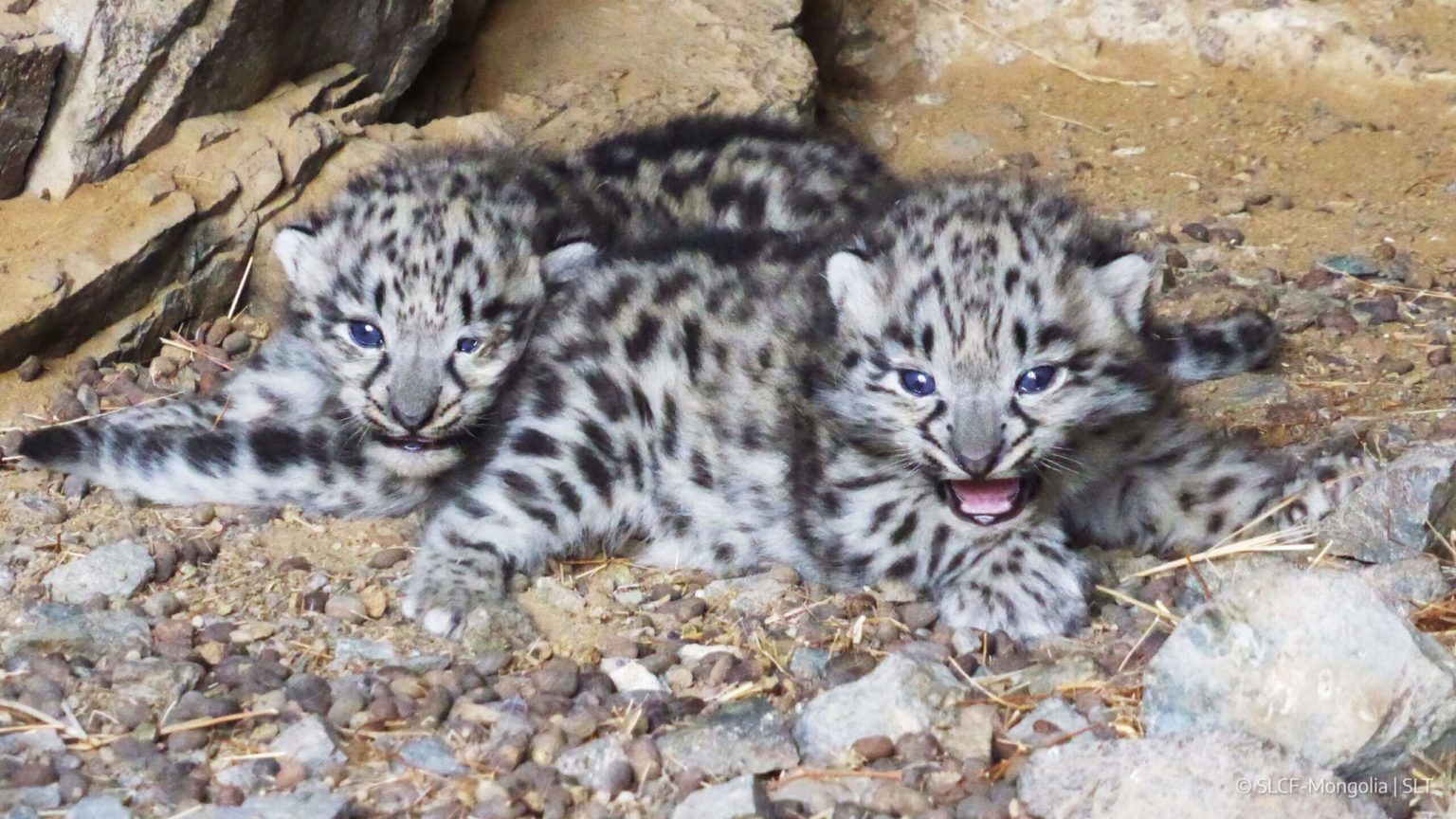 Saving Snow Leopards: how scientists fight for the survival of a species